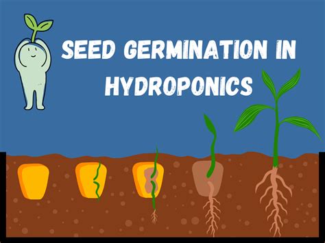 Seed Germination Time And Temperature Chart For Hydroponics