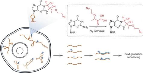 Keth Seq For Transcriptome Wide Rna Structure Mapping Lifeboat News