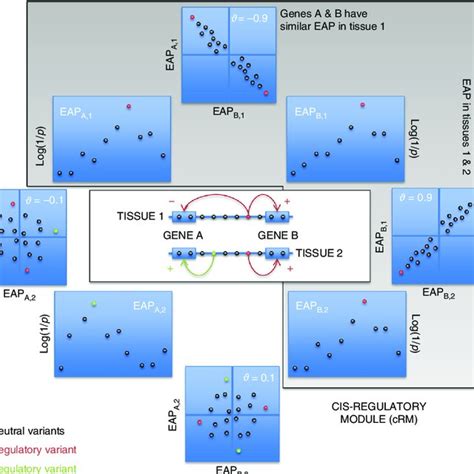 Cis Regulatory Module Crm A Cis Eqtl Affecting Gene A In Tissue 1