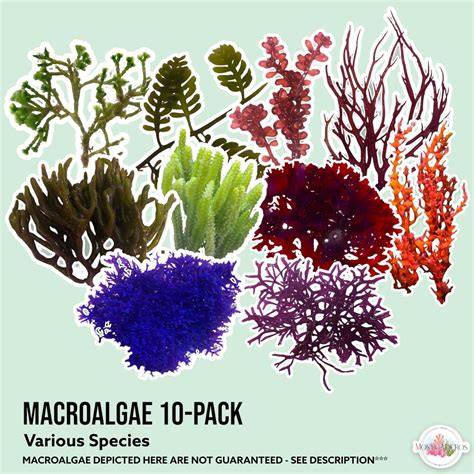 Live 10 Pack Macro Algae Sampler Macro Algaemacroalgae Coral For