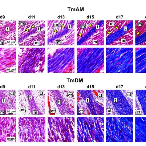Collagen Content Appeared To Increase And Become More Organized In Download Scientific Diagram