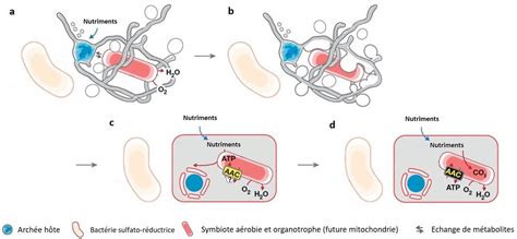 Voyage Aux Origines Des Eucaryotes Papier Mâché