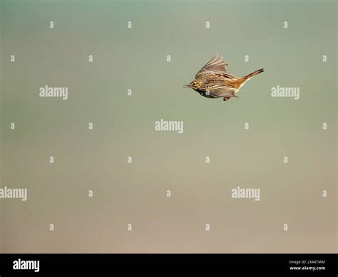 Meadow Pipit Anthus Pratensis In Flight Netherlands Maasvallei Stock Photo Alamy