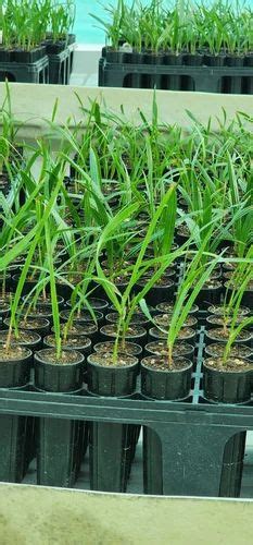 Tissue Culture Date Palm Plants Medjool At ₹ 1899piece Mettupalayam