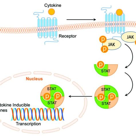 Jak Stat Pathway Is A Master Regulator Of Immune Function Cytokines