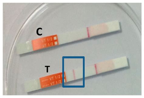 Production Of Stx1 By Ehec C Control Stripe T Test Stripe The Blue