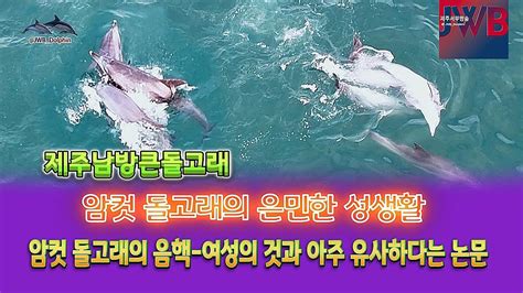 제주남방큰돌고래 암컷 돌고래 음핵 여성의 것과 아주 유사 논문 짝짓기 때 암컷 자궁에 바닷물 유입을 막는 생식기 진화 암컷돌고래의 은민한 성생활 Youtube