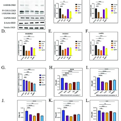 Activities Of Mitochondrial Complexes Assay A Western Blot Analysis