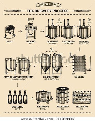 Vector Beer Infographics Illustrations Brewery Process Stock Vector Royalty Free