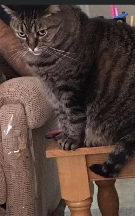 My Cat Looks Like She Just Solved A Mathematical Equation She Plans To