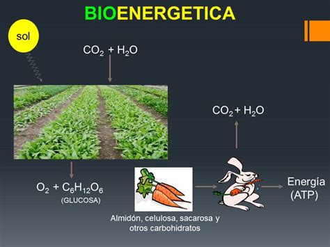 Bioquimica 2do AÑo Oficial BioenergÉtica