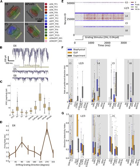Systematic Integration Of Structural And Functional Data Into Multi Scale Models Of Mouse