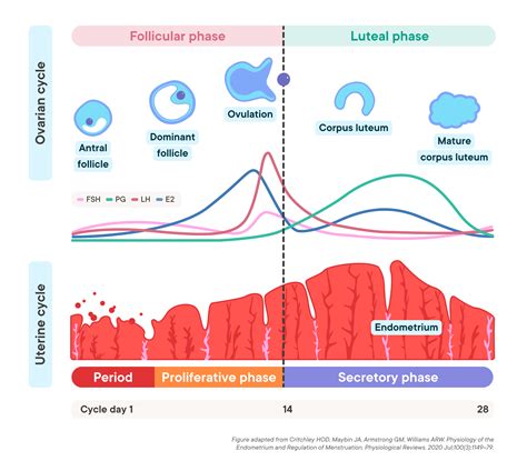 Extended Menstrual Cycle