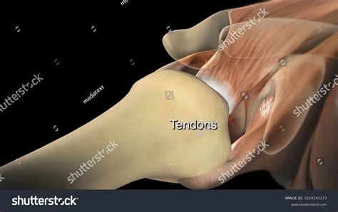 Shoulder Skeleton Tendon 3d Illustration Stock Illustration 2224245273 Shutterstock