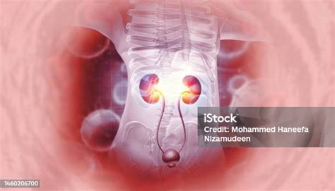 인간의 신장 의료 다이어그램 신장의 해부학 병든 신장 3d 그림 인체에 대한 스톡 사진 및 기타 이미지 인체 인포그래픽
