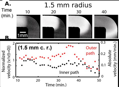 40 Propagation Dynamics Of A Predator Prey Wave In A 90° Turn Of Small Download Scientific