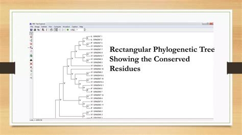 Mega Molecular Evolutionary Genetics Analysis Pdf