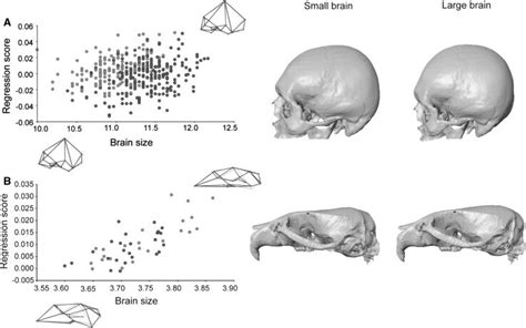 Multivariate Regression Of Cranial Shape On Brain Size In A Modern