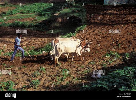 Eritrea Agriculture Hi Res Stock Photography And Images Alamy