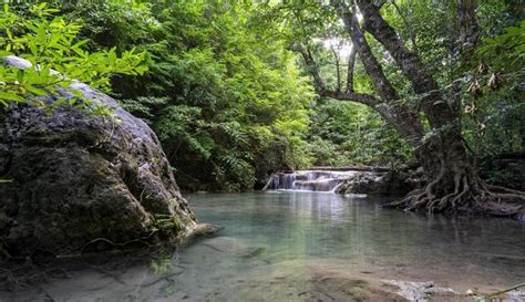 Tree By Water Stock Photos Images And Backgrounds For Free Download