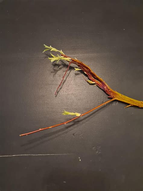 Propable Rproplifting