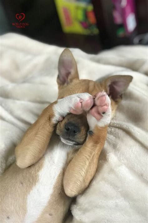 Dog Penis What You Need To Know But Are Too Embarrassed To Ask Artofit