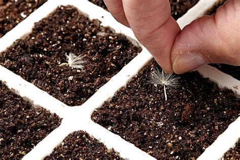 Gerbera Daisy Seeds