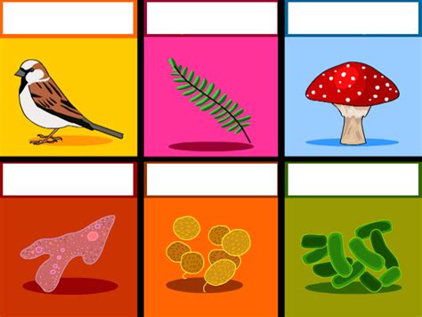 Classification Diagram Quizlet