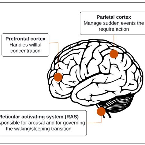 Neural Correlates Of Attention In The Brain Download Scientific Diagram