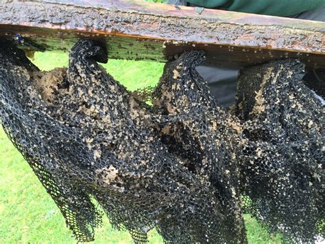 Avon Roach Project Spawning And Hatching May 2016