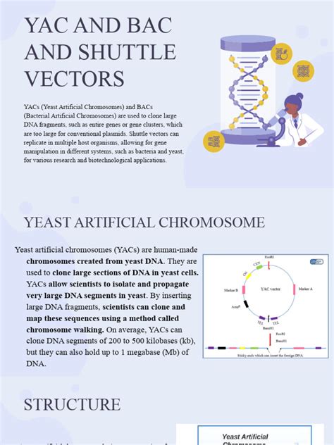 Yac Bac And Shuttle Vectors Pdf Plasmid Vector Molecular Biology