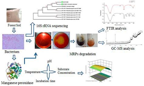 Optimisation Of Manganese Peroxidase Mnp Activity Of Enterobacter