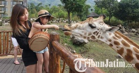 Cek Harga Tiket Taman Safari Prigen Koleksi Harga Terupdate