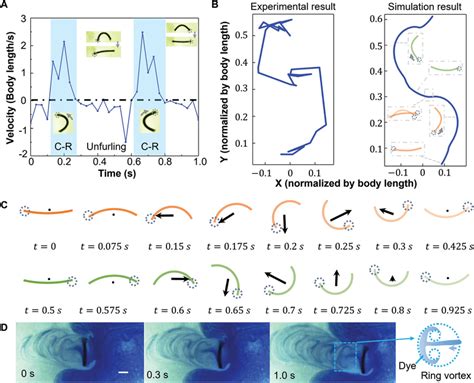 Fluid Dynamic Simulation And Visualization Of Wake Structure A