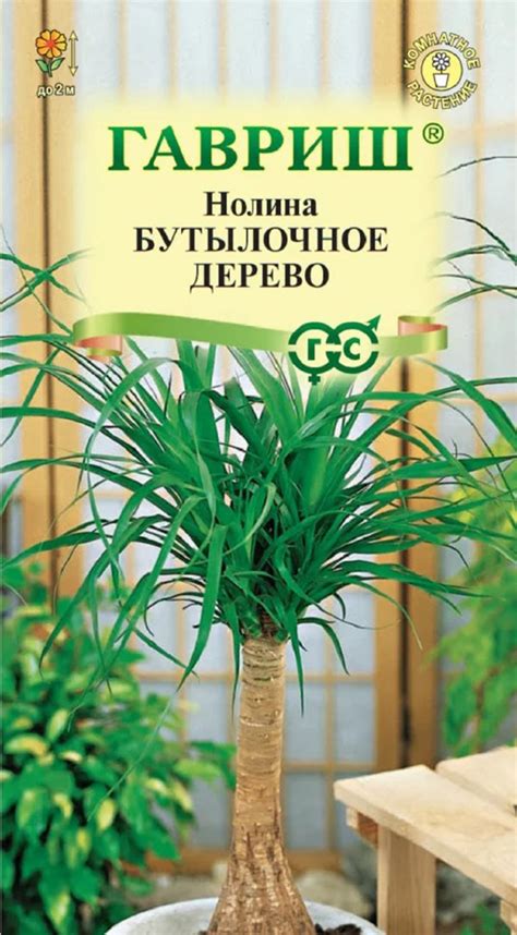 Купить нолина бутылочное дерево, 3 шт семян по цене 51 руб. в интернет ...