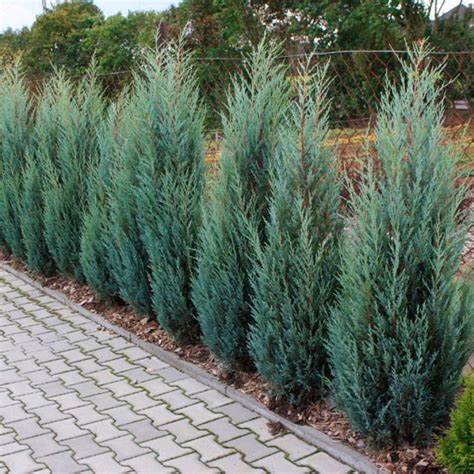 Ялівець скельний Скайрокет (juniperus scopulorum Skyrocket)