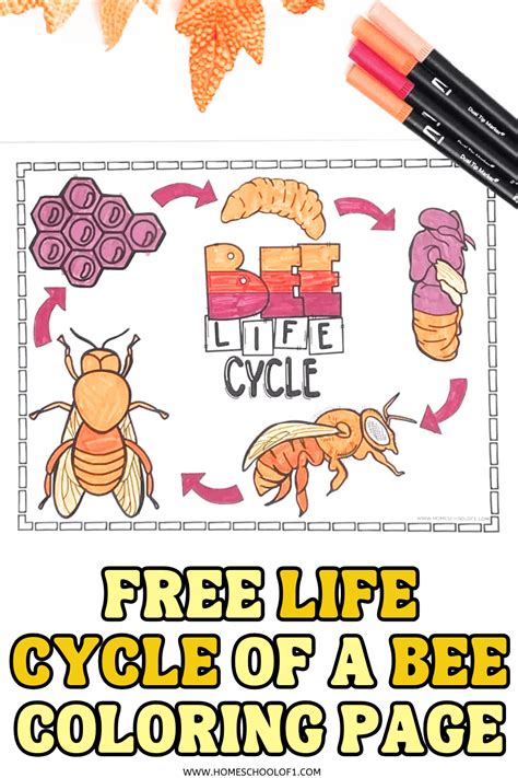 Lesson 11 Honey Bee Life Cycle Coloring Pages Buzz Buzz