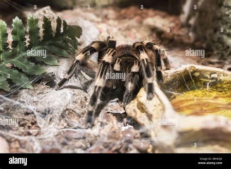 Burgundy Goliath Bird Eater Theraphosa Stirmi Theraphosa Tarantula