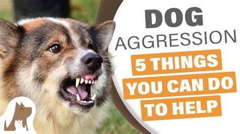 Stop dog aggression - 5 things you can do to help - YouTube