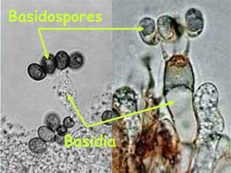 Ppt Introduction To Fungi Powerpoint Presentation Free Download Id 5339980