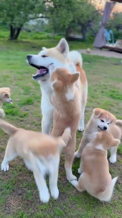 იაპონური აკიტას ლეკვები Youtube