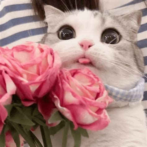 Kitty Cat Blep Rbleps