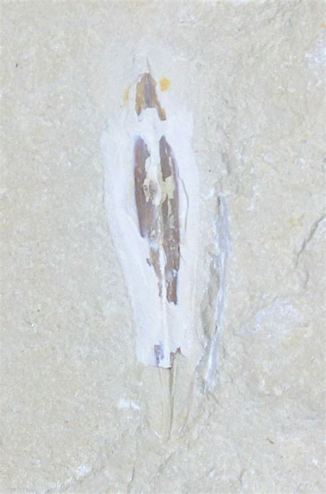 15 Soft Bodied Fossil Squid Lebanon 28214 For Sale