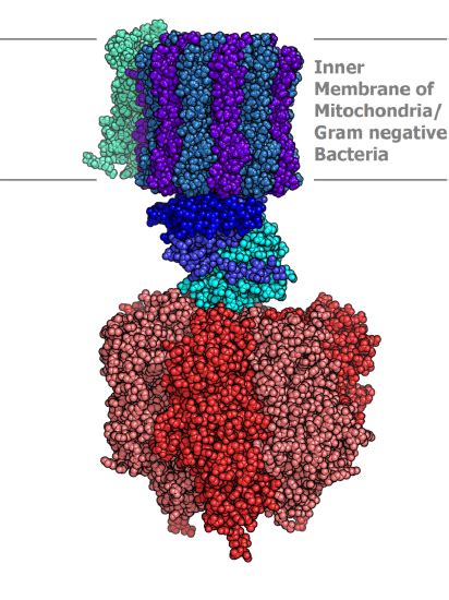 8 Protein Structure Self Assembly Multimeric Proteins Cytoskeletal