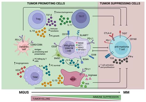 Journal Of Immunology Impact Factor 2024 Korry Mildrid