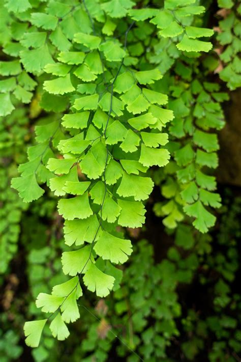 Common Maidenhair Plantex