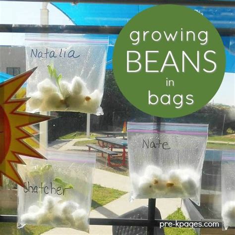 Lima Bean Memes