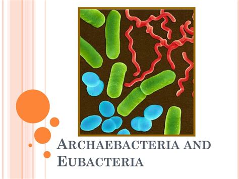 Ppt Archaebacteria And Eubacteria Powerpoint Presentation Free Download Id 1992586