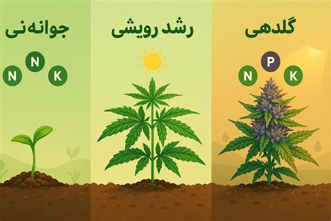 بهترین کود برای گیاه ماری‌جوانا و شاهدانه راهنمای جامع برای رشد بهینه