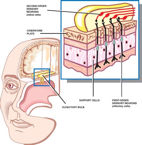 Cranial Nerves Neupsy Key